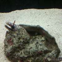 T&T Fish & Reef - Pet Store