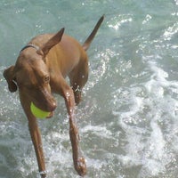 Juno Beach Dog Park - Dog Park in The Bluffs