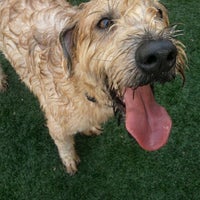 Adogo Pet Hotel - Pet Service in Minnetonka - Hopkins
