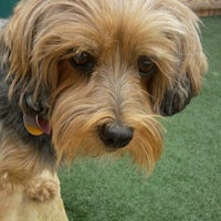 Adogo Pet Hotel - Pet Service in Minnetonka - Hopkins