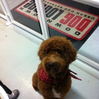 Downtown Dog Lounge (Now Closed) - Interbay - 5 tips from 226 visitors