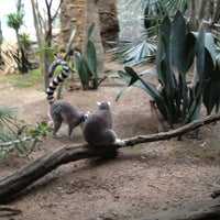 Madagascar - Zoo in Bronx