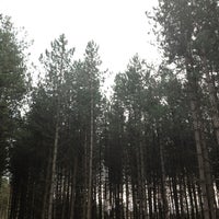 Fineshade Woods - 5 tips from 98 visitors