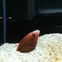 T&T Fish & Reef - Pet Store