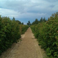 Graysmarsh Berry Farm - Farm in Sequim