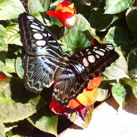 Butterfly Garden at the Museum of Science, Boston - East Cambridge - 5 tips