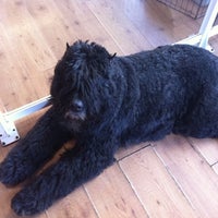 Downtown Dog Lounge (Now Closed) - Interbay - 5 tips from 227 visitors