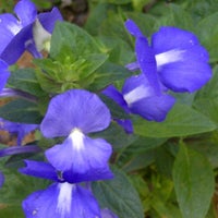 YCH Distripark Sdn Bhd (Logistics/Melewar) - 10 tips