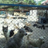 Care for Dogs Foundation - Animal Shelter