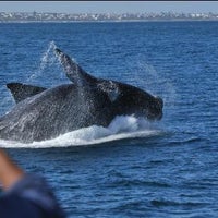 Southern Right Charters whale watching - 6 tips from 87 visitors