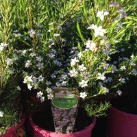 Flower Power - Garden Center