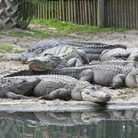 Everglades Alligator Farm - Homestead, FL