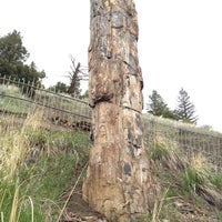 Petrified Tree - Yellowstone National Park, WY