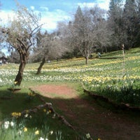 Daffodil Hill - Volcano, CA