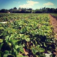 Knaus Berry Farm - Homestead, FL
