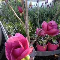 Flower Power - Garden Center