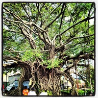 Kam Tin Tree House 錦田樹屋