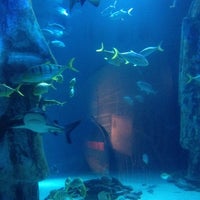 Sea Life London Aquarium - Waterloo - 130 tips