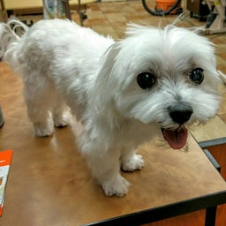 PetSmart locations in Dallas - See hours, menu, directions, tips, and ...