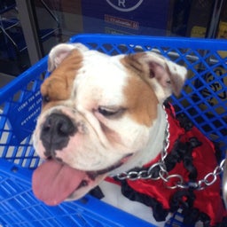PetSmart locations in Houston - See hours, menu, directions, tips, and ...