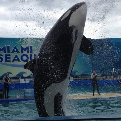 Miami Seaquarium - Virginia Key - 4400 Rickenbacker Cswy