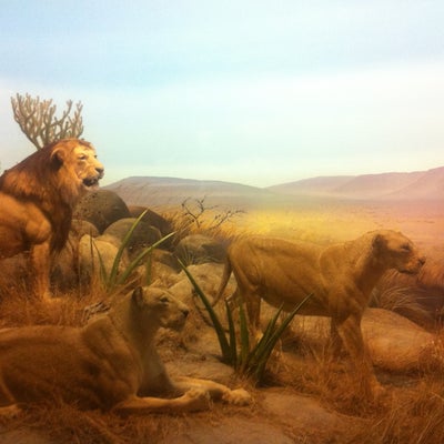 Photos at California Academy of Sciences - Science Museum in San Francisco