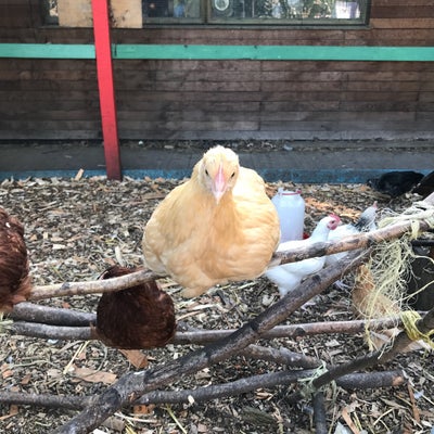 Stepney City Farm - Tower Hamlets - Stepney Way