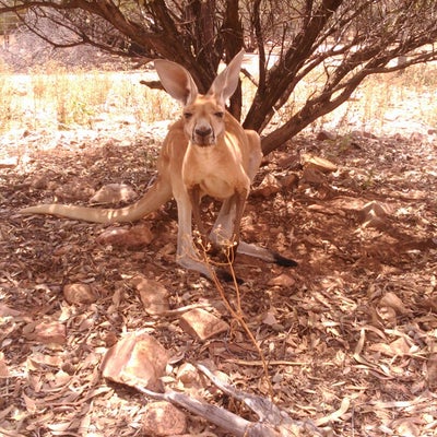 Alice Springs Desert Park - Alice Springs, NT