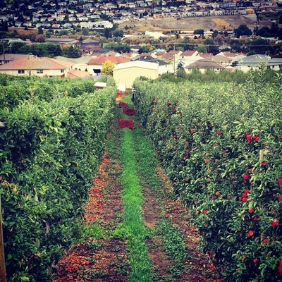 Davison Orchards Country Village - Vernon, BC