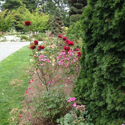 Woodland Park Rose Garden - Garden in Seattle