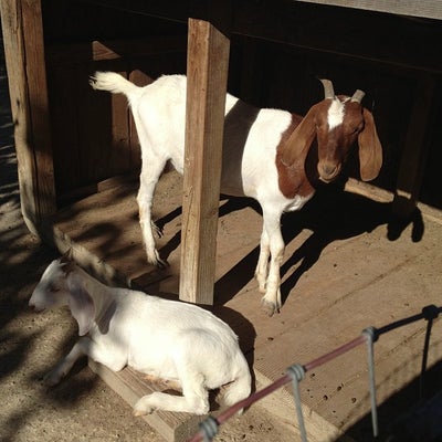 Avila Valley Barn - Farm