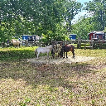 Far Enough Farm - Toronto Island Park