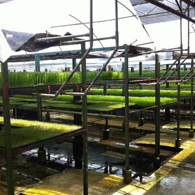 Photos at Kin Yan Agrotech Pre Ltd - Farm