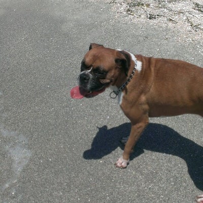 Fort De Soto Dog Beach - 15 tips