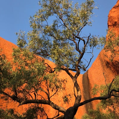 Mala Walk - Uluru