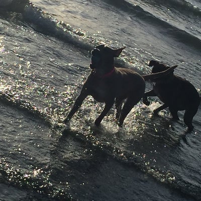 Edmonds Off-Leash Dog Park - Dog Park