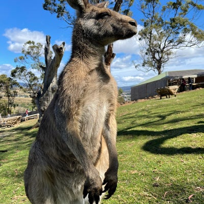Bonorong Wildlife Sanctuary - Zoo in Brighton