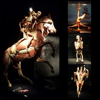 Body Worlds: The Original Exhibition - Exhibit in Theater District