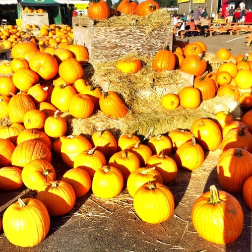 The Pumpkin Patch - 16511 NW Gillihan Loop Rd. - Portland