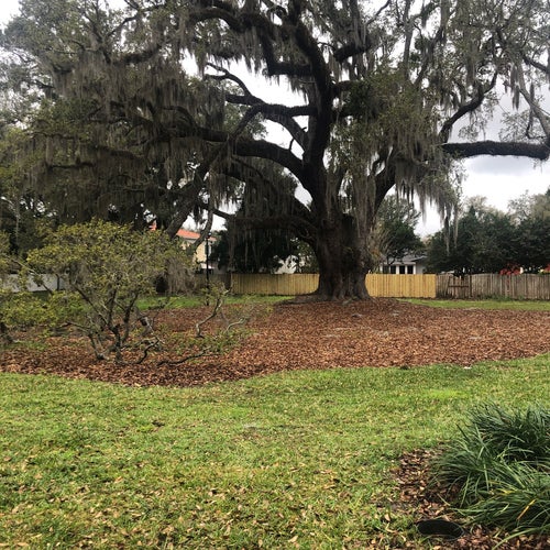 Big Tree Park - 930 N Thornton Avenue - Orlando