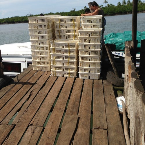 Cita Rasa Seafood Restaurant - Jembatan 4 Barelang