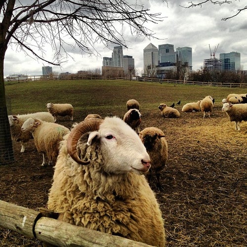 Mudchute Park and Farm - Pier St - London