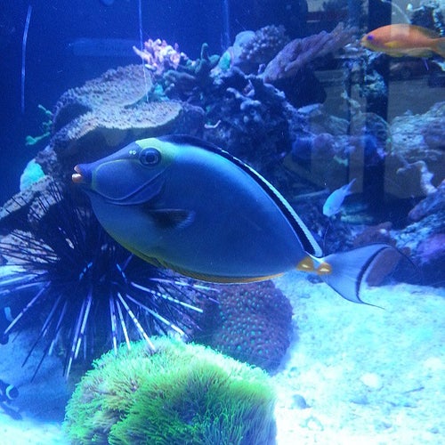 The Fish Room - 6119 Capital Blvd - Raleigh