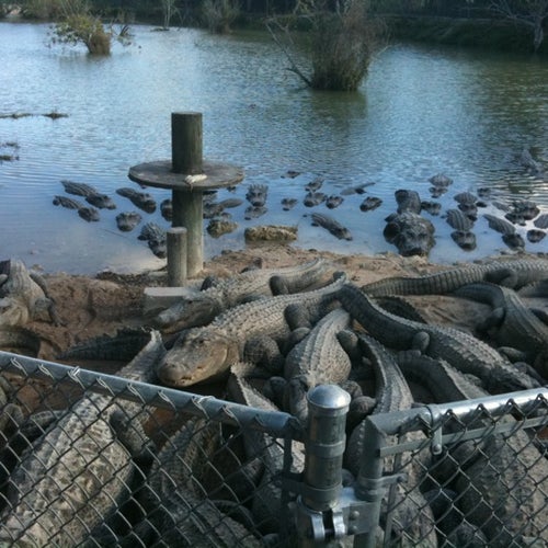 Everglades Alligator Farm - 40351 SW 192nd Ave - Homestead
