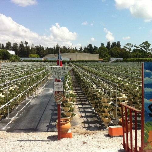 The Girls Strawberry U-pick - 14466 S Military Trl Ste 3 - Delray Beach