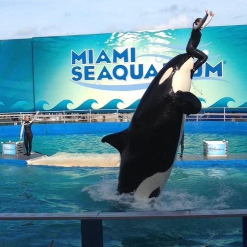 Miami Seaquarium - 4400 Rickenbacker Cswy - Key Biscayne
