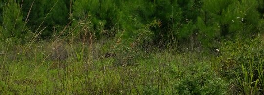 Buescher State Park - Campground