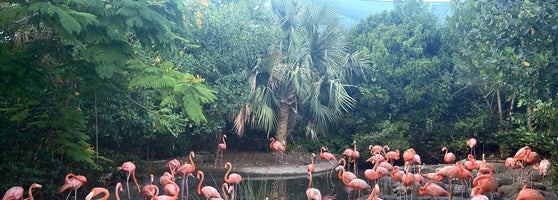 Bermuda Aquarium, Museum and Zoo - Zoo