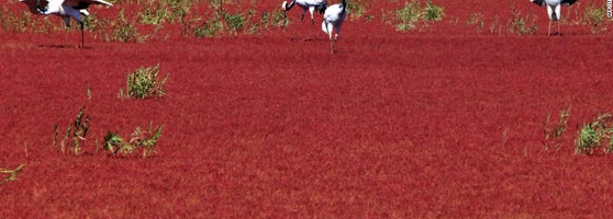 Red Seabeach