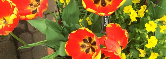 Lincoln Park Conservatory - Garden in Lincoln Park